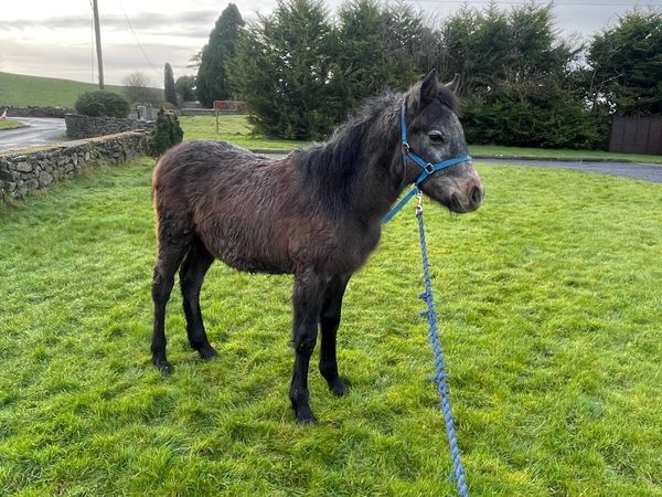 Connemara colt for sale in Co. Galway for €950 on DoneDeal