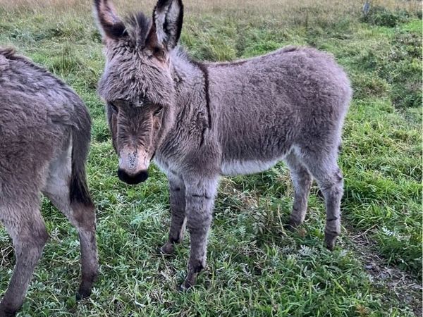 Donkey jack foal for sale in Co. Meath for €200 on DoneDeal