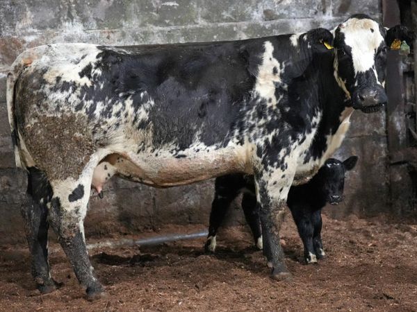 🌟 Exceptional Cow & Blue Calf 🌟 for sale in Co. Sligo for €0 on DoneDeal