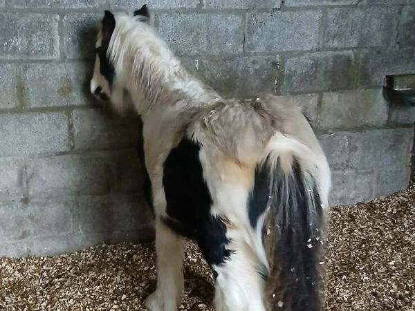 Ponies for sale in Co. Kerry for €123 on DoneDeal