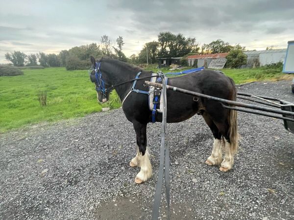 Yearling colt for sale in Co. Dublin for €2,300 on DoneDeal