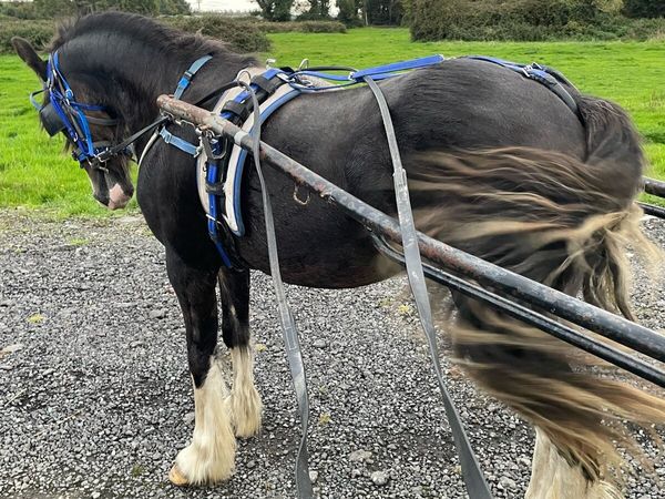 Yearling colt for sale in Co. Dublin for €2,300 on DoneDeal