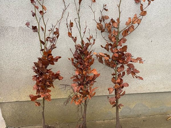 Trees & Hedging for sale in Co. Wexford for €60 on DoneDeal