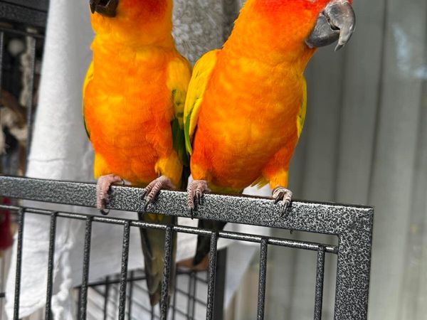 Pair of Sun Conure parrots for sale in Co. Longford for €1,399 on DoneDeal