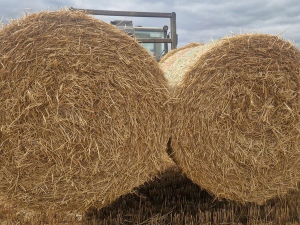 Barley straw for sale in Co. Wexford for €22 on DoneDeal