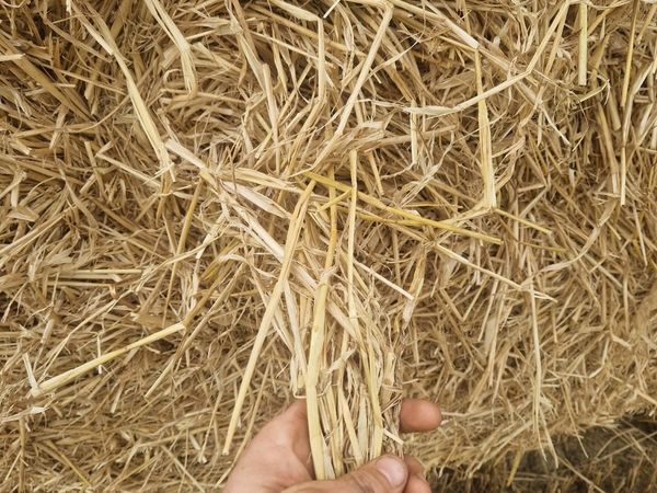 Barley straw for sale in Co. Wexford for €22 on DoneDeal