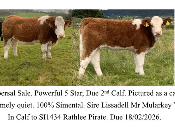 Milford Mart Wednesday 14th January, 12 noon. for sale in Co. Donegal ...
