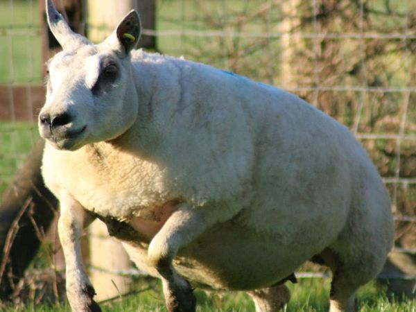 ⭐️Pedigree Beltex Stock Ewe, & Ewe Lambs⭐ for sale in Co. Tyrone for £ ...