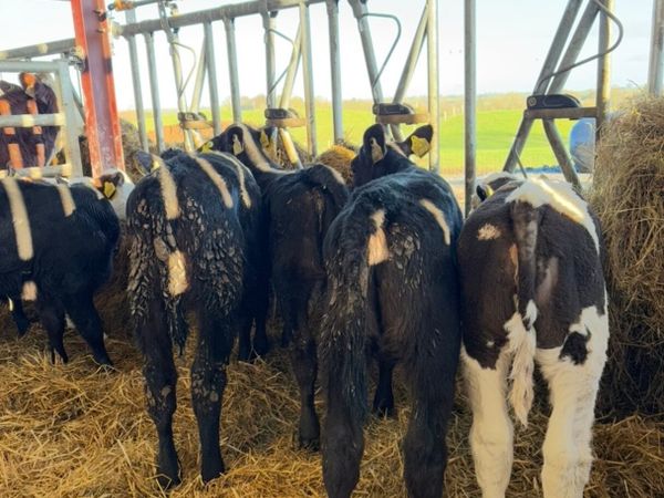 8 super well reared heifer calves for sale in Co. Meath for €575 on ...