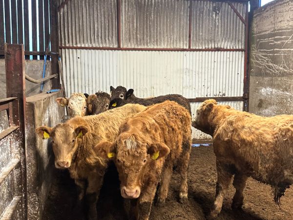 Charolais and lim bullocks and bulls for sale in Co. Derry for £0 on ...