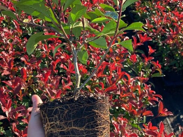 Red Robin Hedging for sale in Co. Kildare for €5 on DoneDeal
