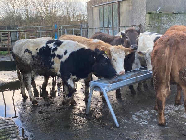 Heilfers CH/BB/LMX for sale in Co. Clare for €1,234 on DoneDeal