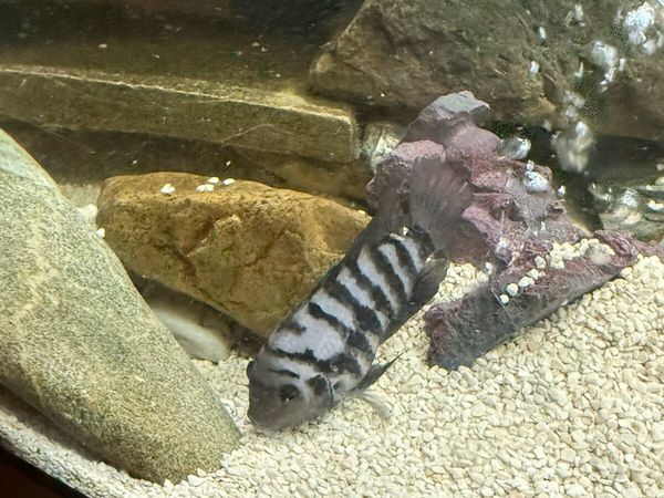 Tropical fish for sale in Co. Waterford for €123 on DoneDeal