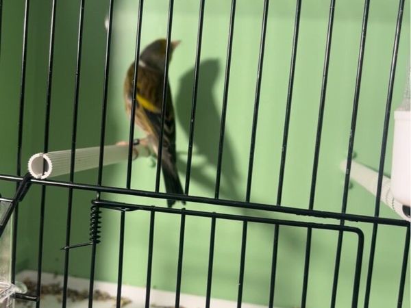 Singing Bird for sale for sale in Co. Clare for €120 on DoneDeal