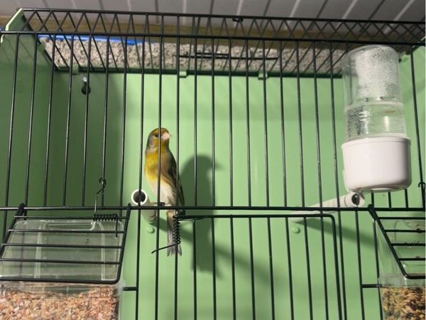 Singing Bird for sale for sale in Co. Clare for €120 on DoneDeal