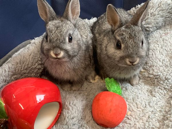 netherlands dwarf rabbits | 8 All Sections Ads For Sale in Ireland ...