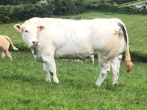 Beef Cattle Ads For Sale in Ireland | DoneDeal