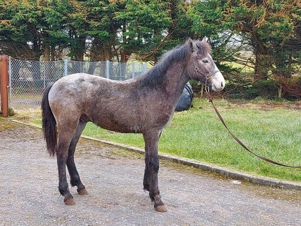 pony | 79 Horses Ads For Sale in Ireland | DoneDeal