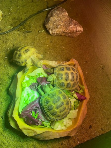 tortoise | 30 All Sections Ads For Sale in Ireland | DoneDeal