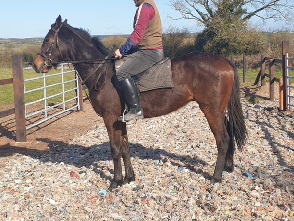 Horses Ads For Sale in Cork | DoneDeal