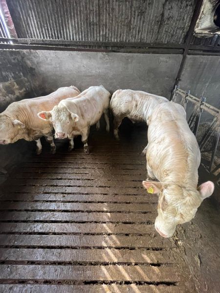 Beef Cattle Ads For Sale in Tyrone | DoneDeal