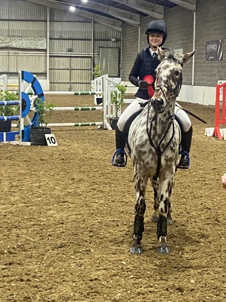 pony | 317 Ponies Ads For Sale in Ireland | DoneDeal