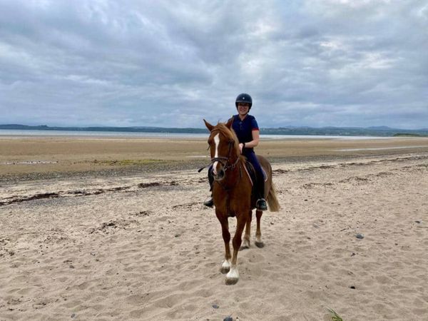 All Sections Ads For Sale in Ulster | DoneDeal