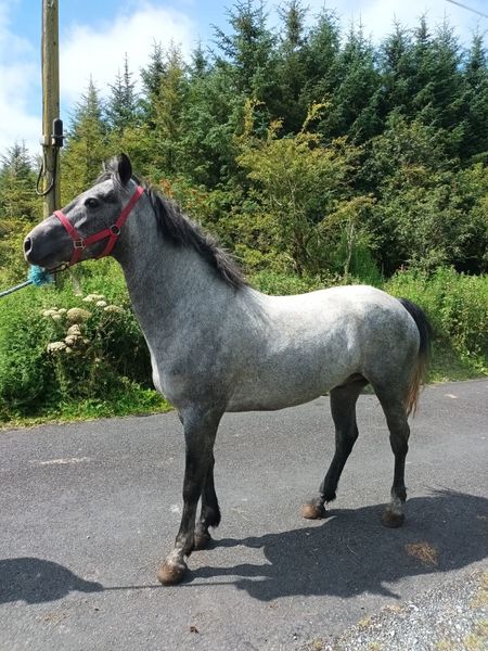 Cobs Ads For Sale in Ireland | DoneDeal