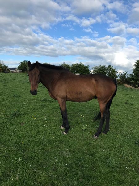 all ponies and horse | 143 Horses Ads For Sale in Ireland | DoneDeal