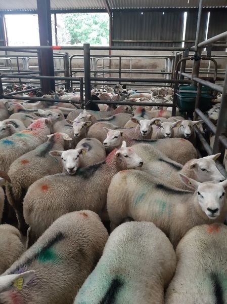 Farming Ads For Sale in Kerry | DoneDeal