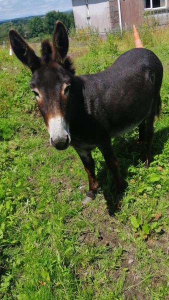 Donkeys Ads For Sale in Ireland | DoneDeal