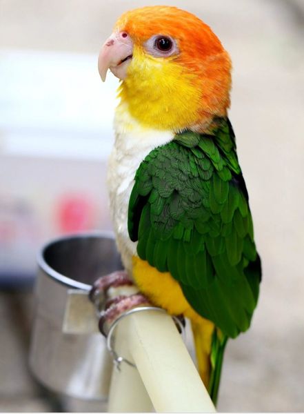 Birds Ads For Sale in Ireland | DoneDeal