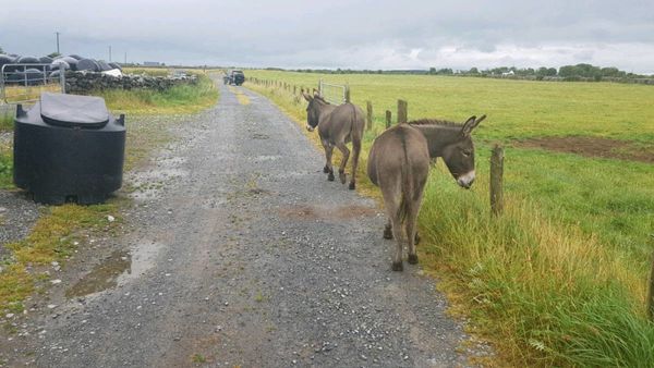 Donkeys Ads For Sale in Ireland | DoneDeal