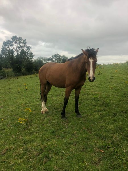 Horses Ads For Sale in Ulster | DoneDeal