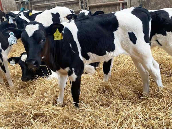 Livestock Ads For Sale in Cork | DoneDeal