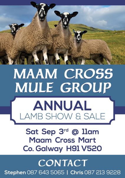 Sheep Ads For Sale in Ireland | DoneDeal