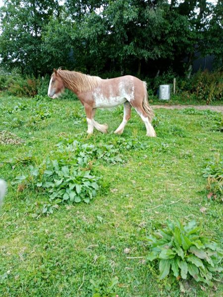 Cobs Ads For Sale in Ireland | DoneDeal