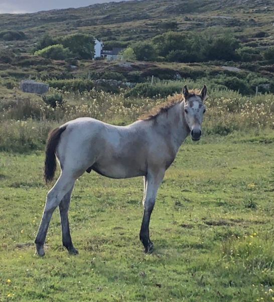 Ponies Ads For Sale in Ireland | DoneDeal