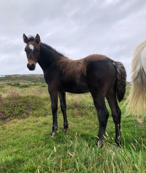 Ponies Ads For Sale in Ireland | DoneDeal