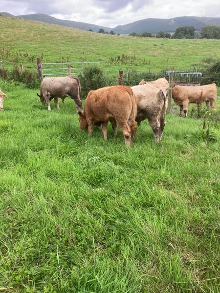 Beef Cattle Ads For Sale in Munster | DoneDeal
