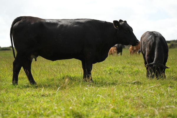 Beef Cattle Ads For Sale in Ireland | DoneDeal