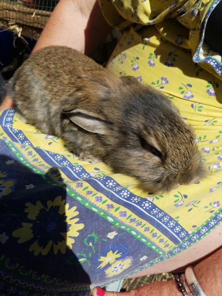 rabbits | 263 Animals Ads For Sale in Ireland | DoneDeal