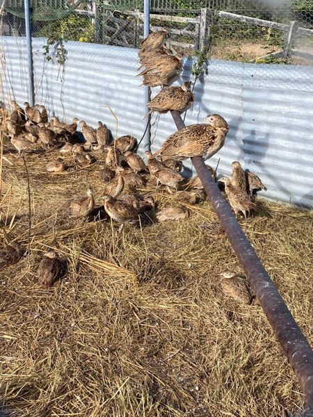 Poultry Ads For Sale in Ireland | DoneDeal