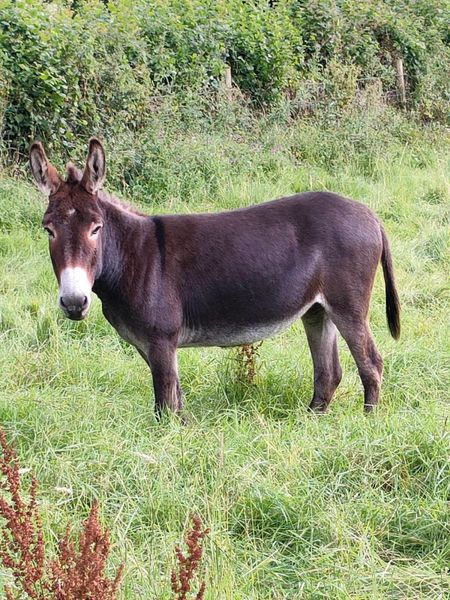 Donkeys Ads For Sale in Ireland | DoneDeal