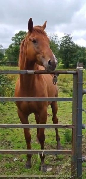 thoroughbred | 73 Horses Ads For Sale in Ireland | DoneDeal