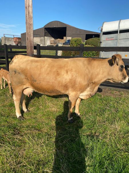 Beef Cattle Ads For Sale in Ulster | DoneDeal