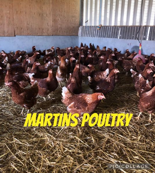 Poultry Ads For Sale in Ireland | DoneDeal