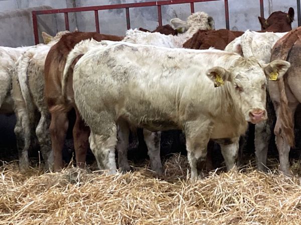 Beef Cattle Ads For Sale in Munster | DoneDeal