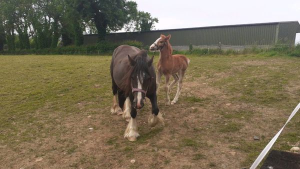 Cobs Ads For Sale in Ireland | DoneDeal