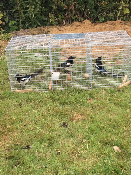 Magpie traps store